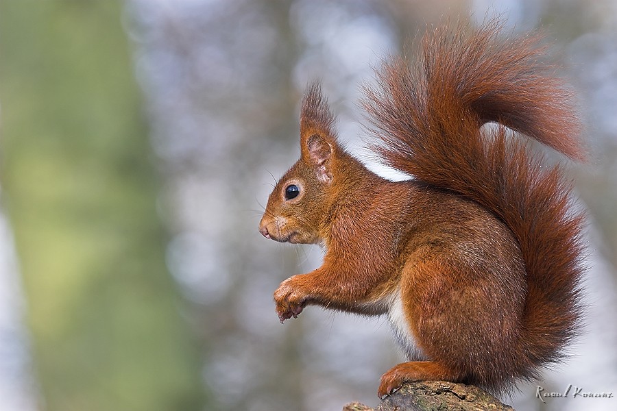 Raoul Konanz - Photographie Nature